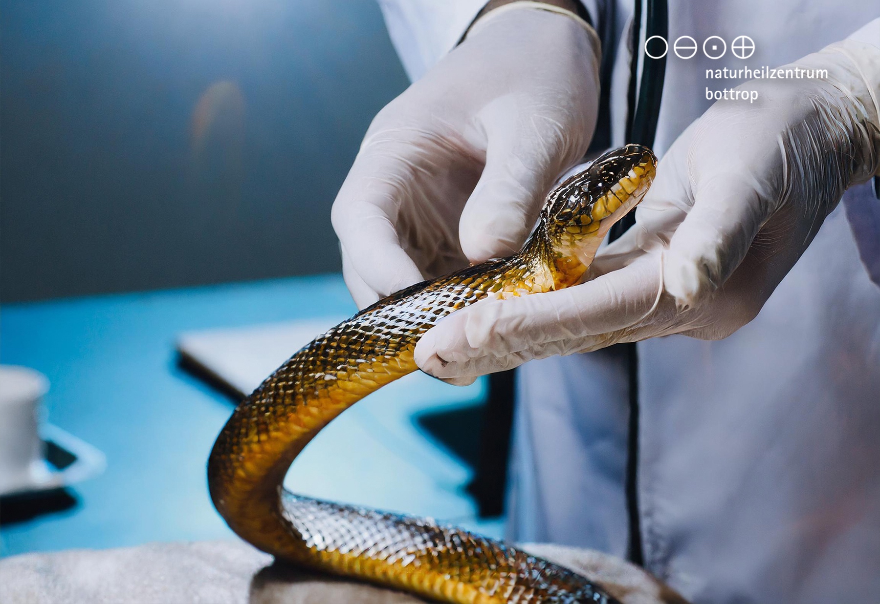 Snake venom therapy for neurodermatitis, psoriasis