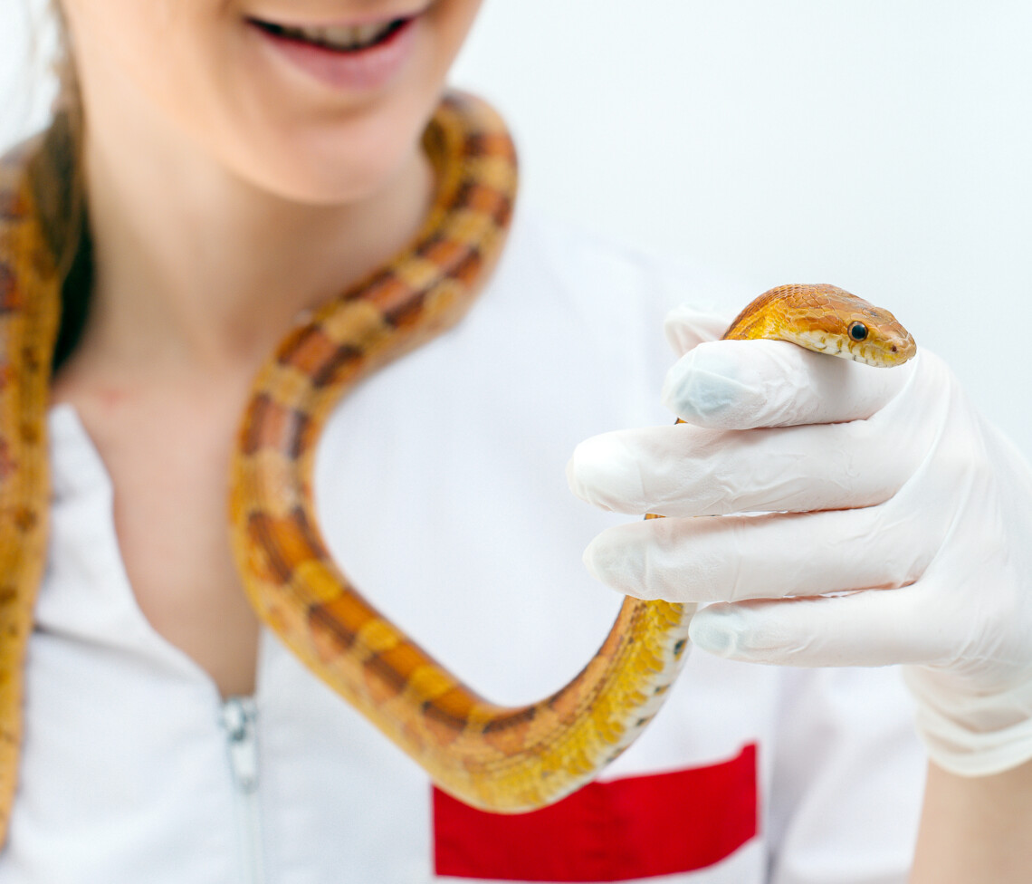 Snakemed: Snake venom therapy - Bottrop, Düsseldorf, Mülheim, NRW