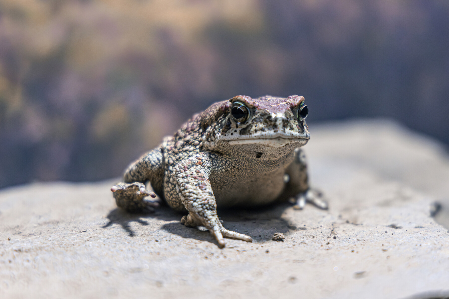 Snakemed: Snake venom therapy - Bottrop, Düsseldorf, Mülheim, NRW